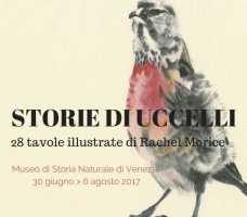 STORIE DI UCCELLI 28 tavole illustrate di Rachel Morice | Museo di ...